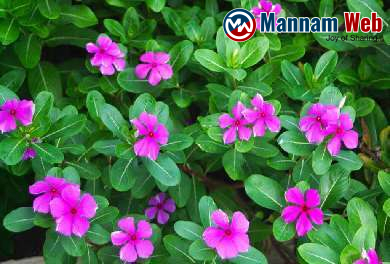 Billa Ganneru | మన ఇంటి పెరట్లో ఉండే పూల మొక్క ఇది.. తక్కువగా అంచనా ...